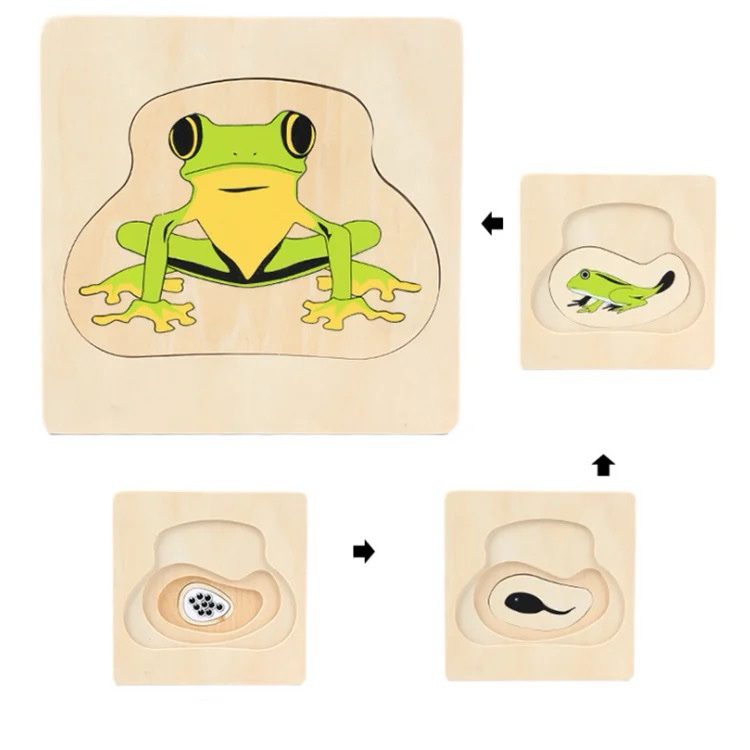 Montessori Wooden Layered Life Cycle Puzzle - Frog – Hands-On ...