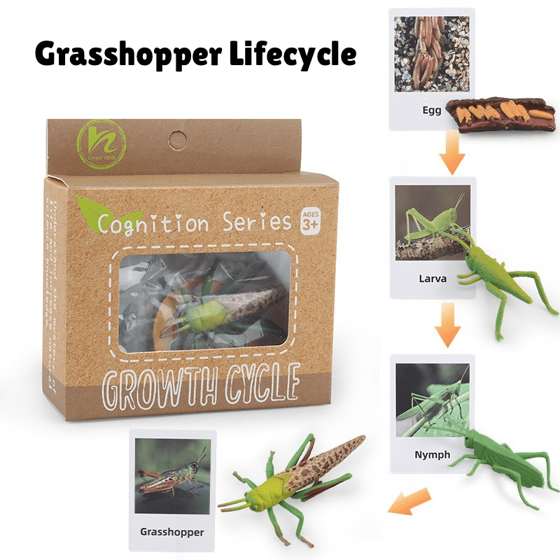 Montessori Life Cycle of a Grasshopper - Figurines and Matching Cards ...