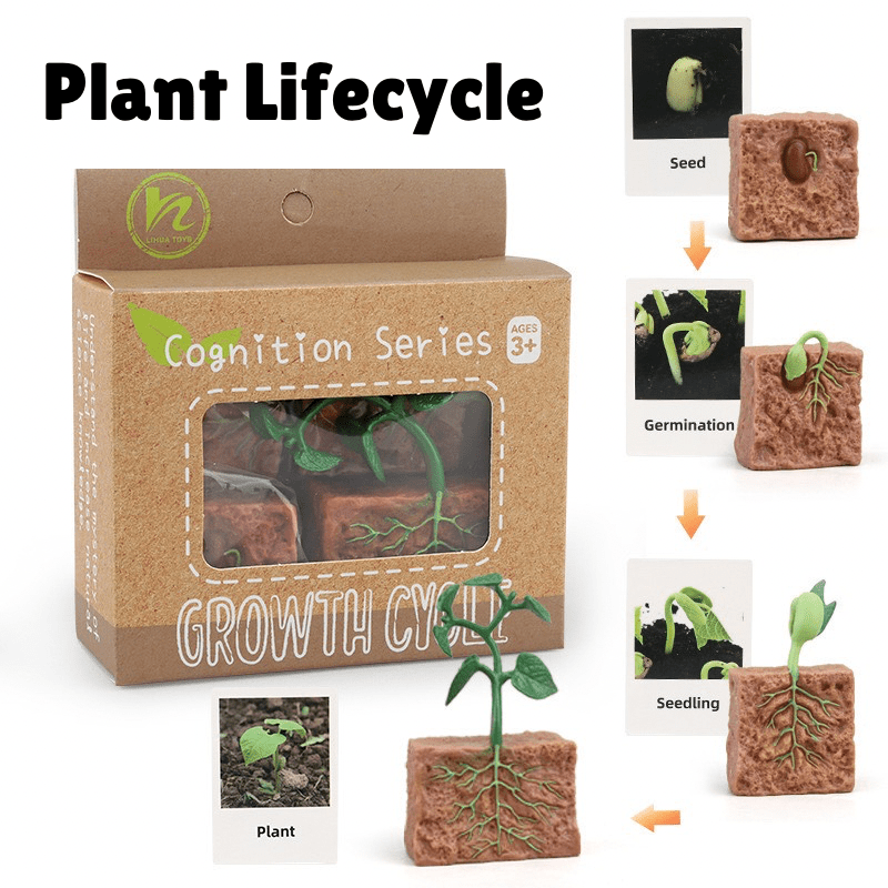 Montessori Life Cycle of a Plant - Figurines and Matching Cards – Hands ...