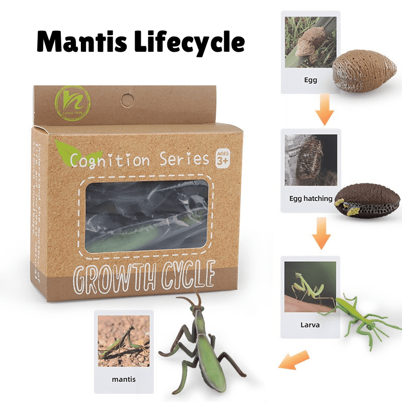 Montessori Life Cycle of a Mantis - Figurines and Matching Cards ...