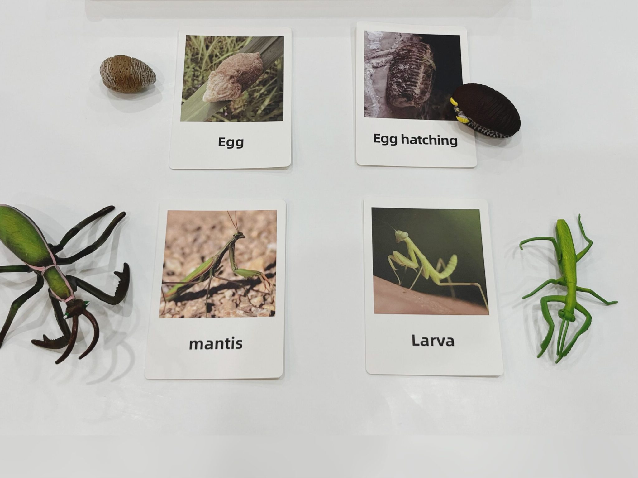 Montessori Life Cycle of a Mantis - Figurines and Matching Cards ...