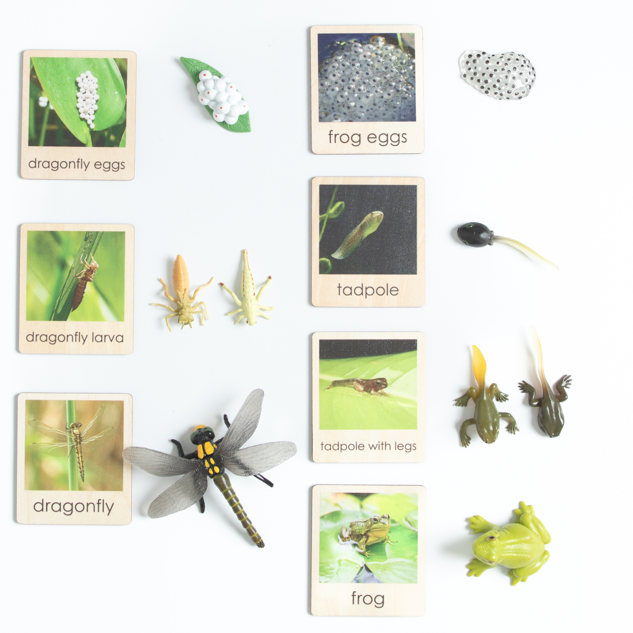 Pond Habitat | Montessori Culture Classification Set | Pond animals an ...