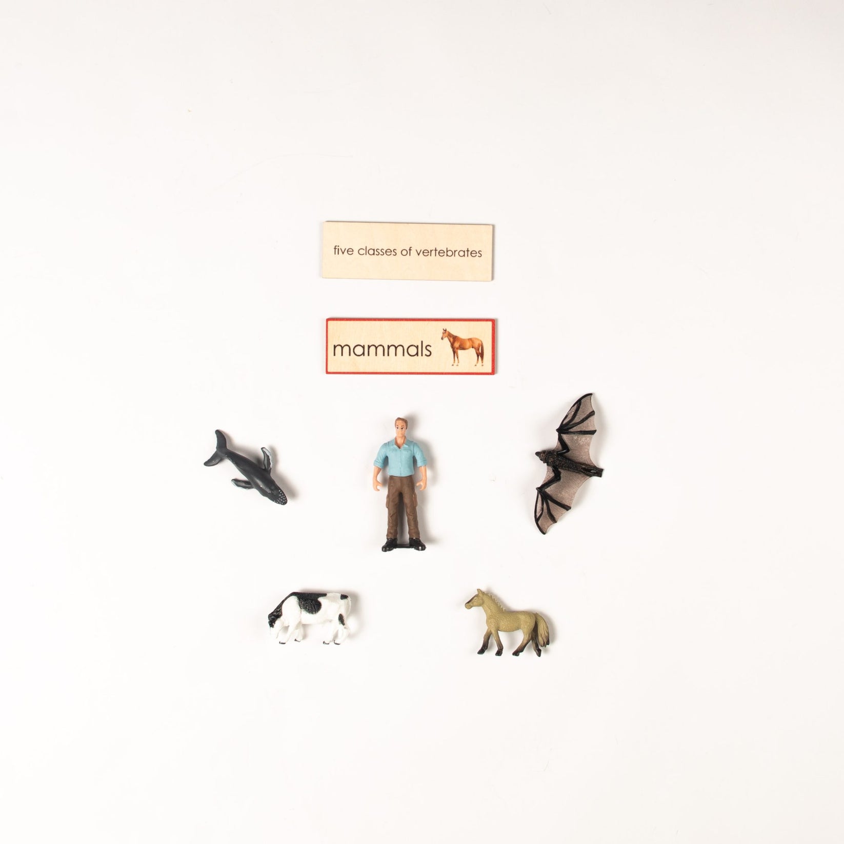 Montessori Five Classes of Vertebrates Classification Set - Zoology An ...